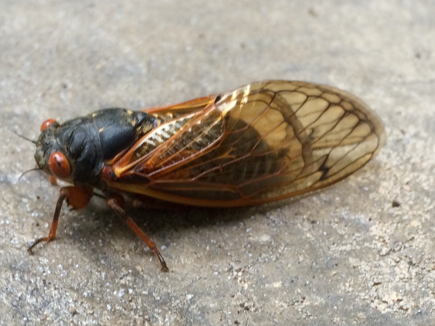 Photo gallery: Reader Submitted photos of the 17-year cicadas | News ...